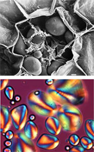 Starch: a structural mystery – scienceinschool.org