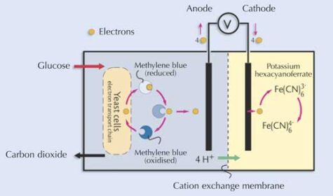 La pile à bactéries: de l’électricité à partir de la levure ...