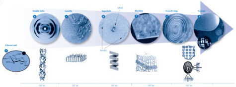 Starch: a structural mystery – scienceinschool.org