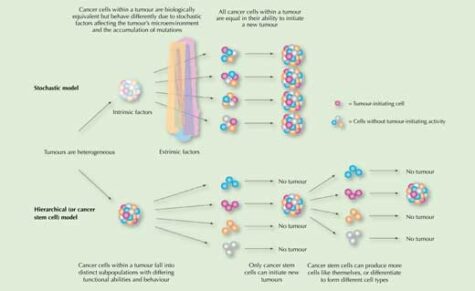 Cancer stem cells – hope for the future? – Science in School