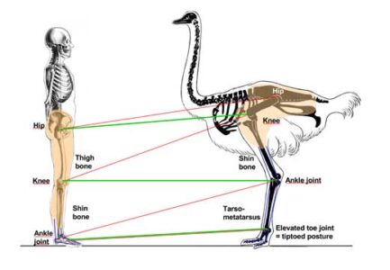 Aves em fuga: o que torna as avestruzes tão rápidas? – scienceinschool.org