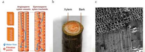 How water travels up trees – scienceinschool.org
