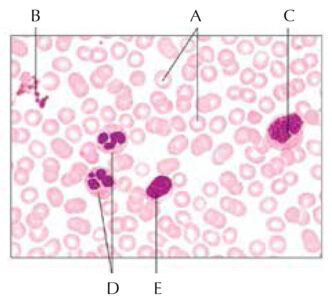 Investigating blood types – Science in School