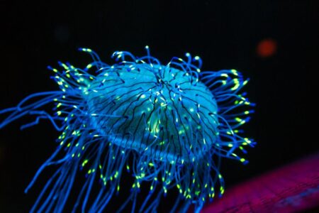 Living light: the chemistry of bioluminescence – scienceinschool.org