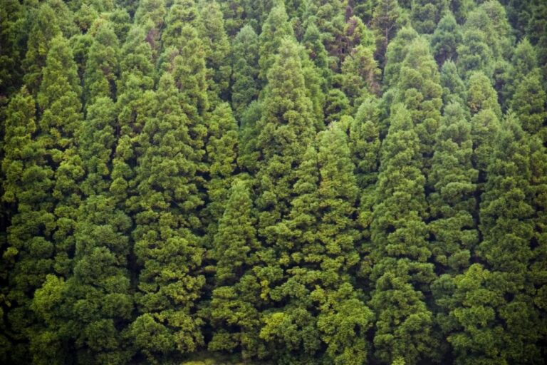 A world without trees – scienceinschool.org