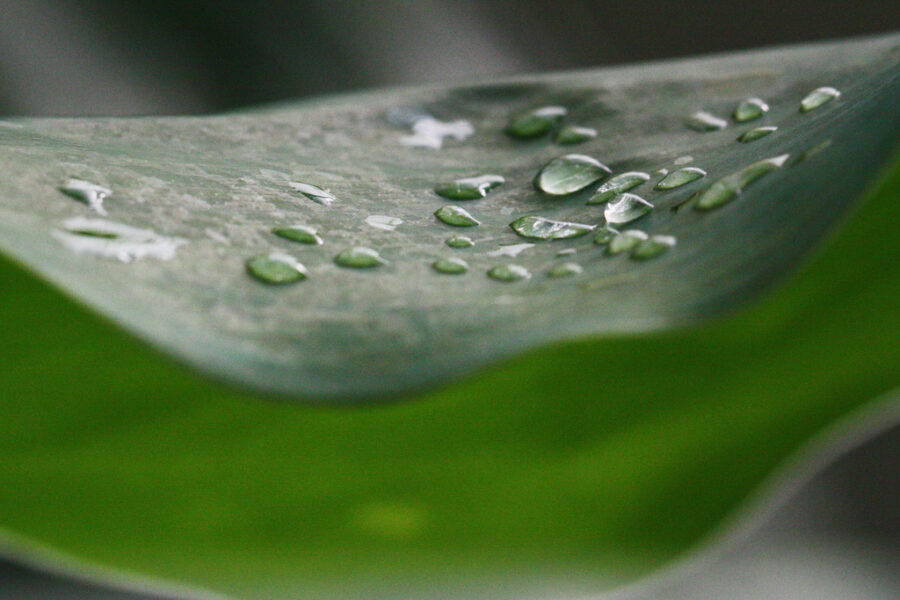 A world without trees – scienceinschool.org