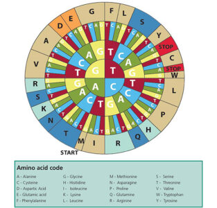 Cracking the genetic code: replicating a scientific discovery – Science ...