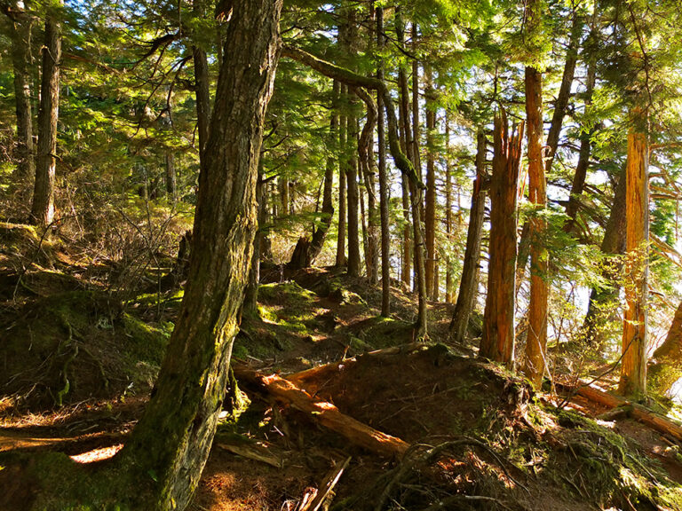 Cellulose: from trees to treats – scienceinschool.org