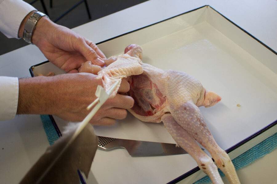How do birds fly? A hands-on demonstration – scienceinschool.org