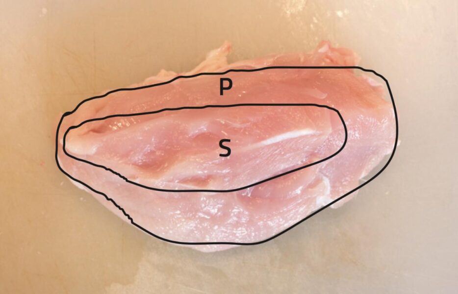How do birds fly? A hands-on demonstration – Science in School