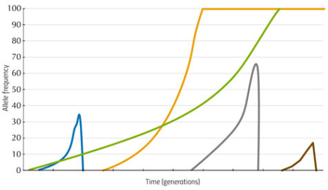 Evolution in action: the 67 000-generation experiment – Science in School