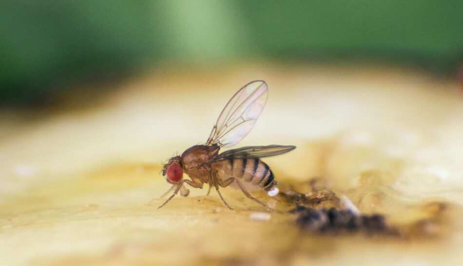 Supporting African science: the role of fruit flies – Science in School