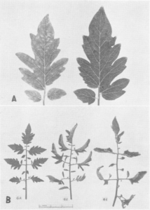 Elements in focus: molybdenum – scienceinschool.org