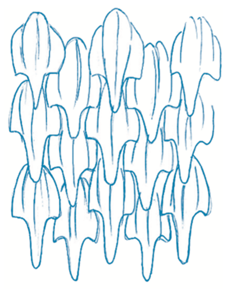 Design inspiration: the secrets of shark skin – Science in School