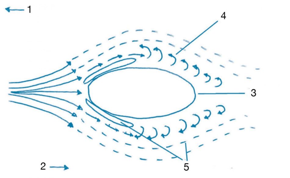 Design inspiration: the secrets of shark skin – Science in School