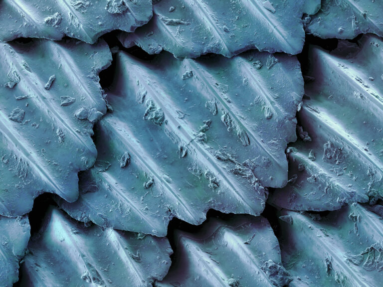 Design inspiration: the secrets of shark skin – Science in School