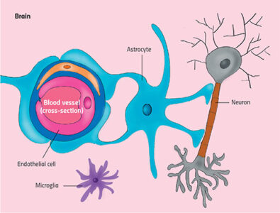 Guardian of the brain: the blood-brain barrier – scienceinschool.org