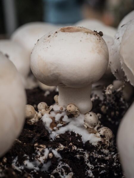 Natural experiments: chemistry with mushrooms – Science in School