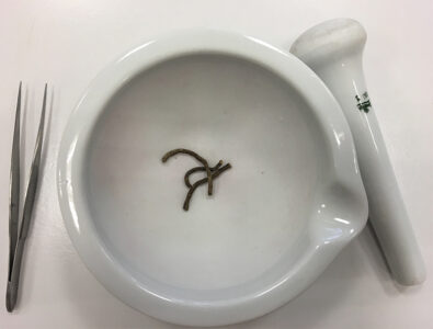 Turning dandelions into rubber: the road to a sustainable future ...