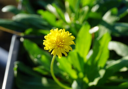 Turning dandelions into rubber: the road to a sustainable future ...