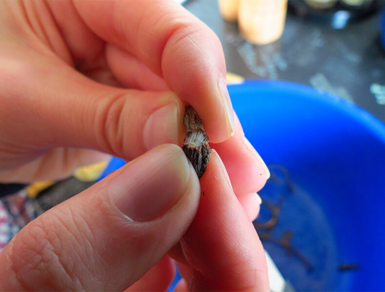 Turning dandelions into rubber: the road to a sustainable future ...