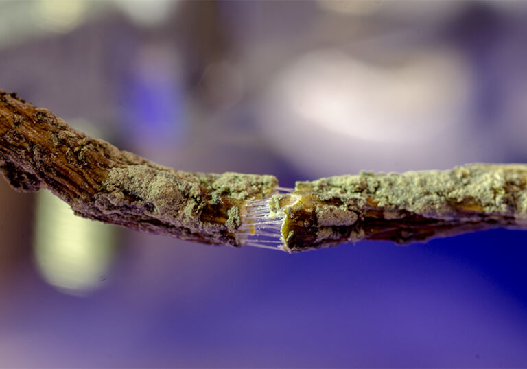 Turning dandelions into rubber: the road to a sustainable future ...