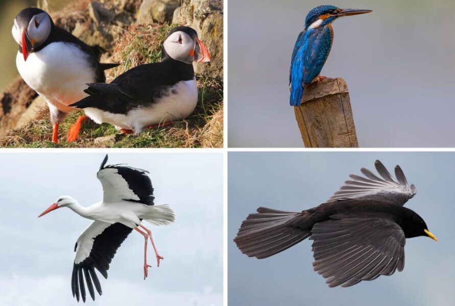 Evolution in action: from genetic change to new species ...