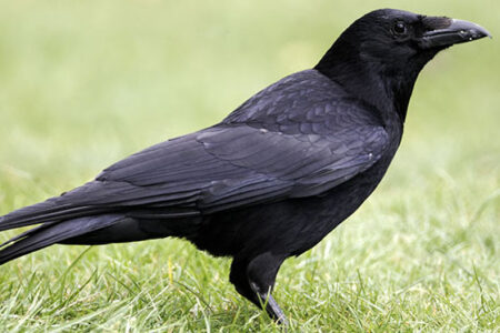 Evolution in action: from genetic change to new species ...