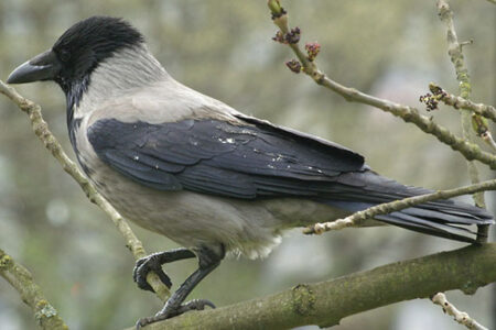 Evolution in action: from genetic change to new species ...