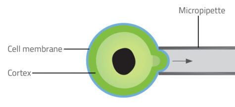 Cells: why shape matters – scienceinschool.org