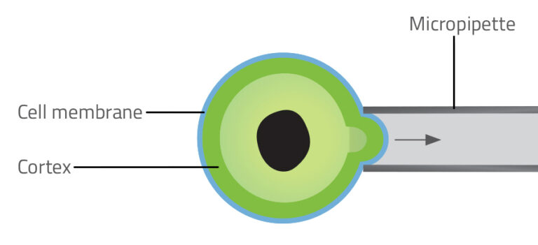 Cells: why shape matters – scienceinschool.org