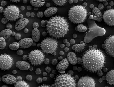 Cells: why shape matters – scienceinschool.org