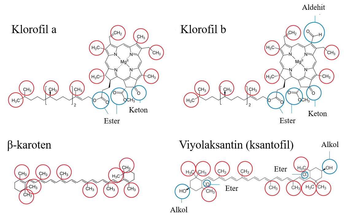 Renk, klorofil ve kromatografi – Science in School