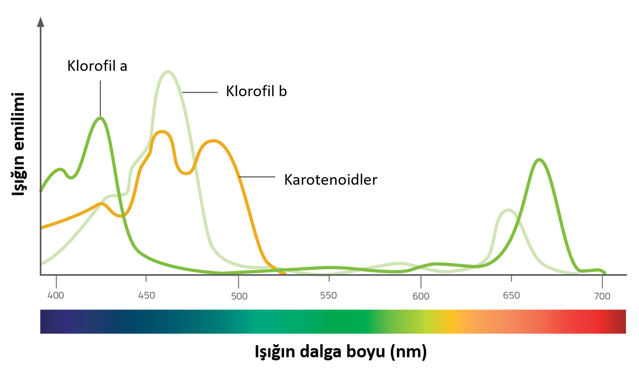 Renk, klorofil ve kromatografi – Science in School