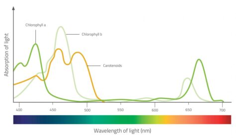 Colour, chlorophyll and chromatography – scienceinschool.org