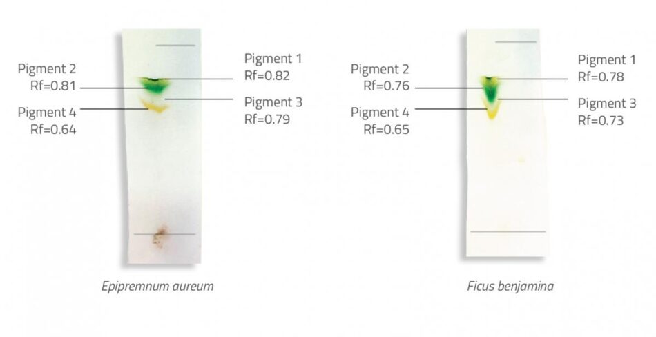 Colour, chlorophyll and chromatography – scienceinschool.org