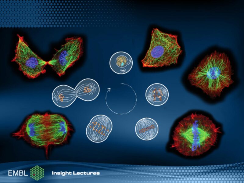 Science at home: distance learning with EMBL – Science in School
