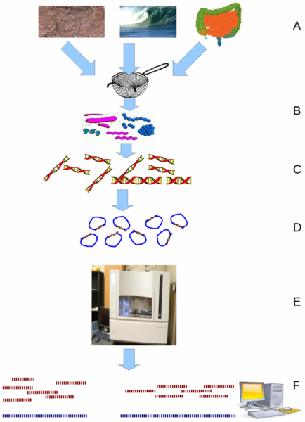 Microbial genome puzzles – Science in School