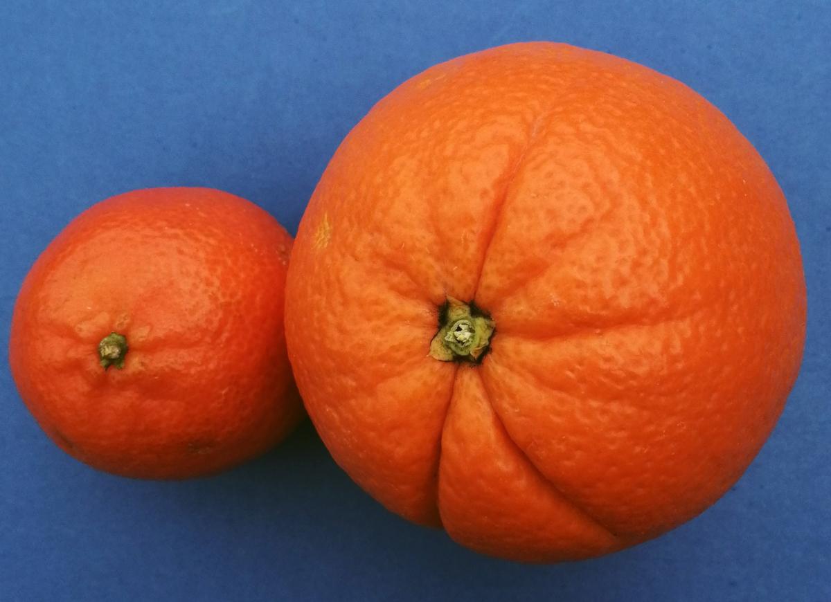 Maths with fruit – Science in School