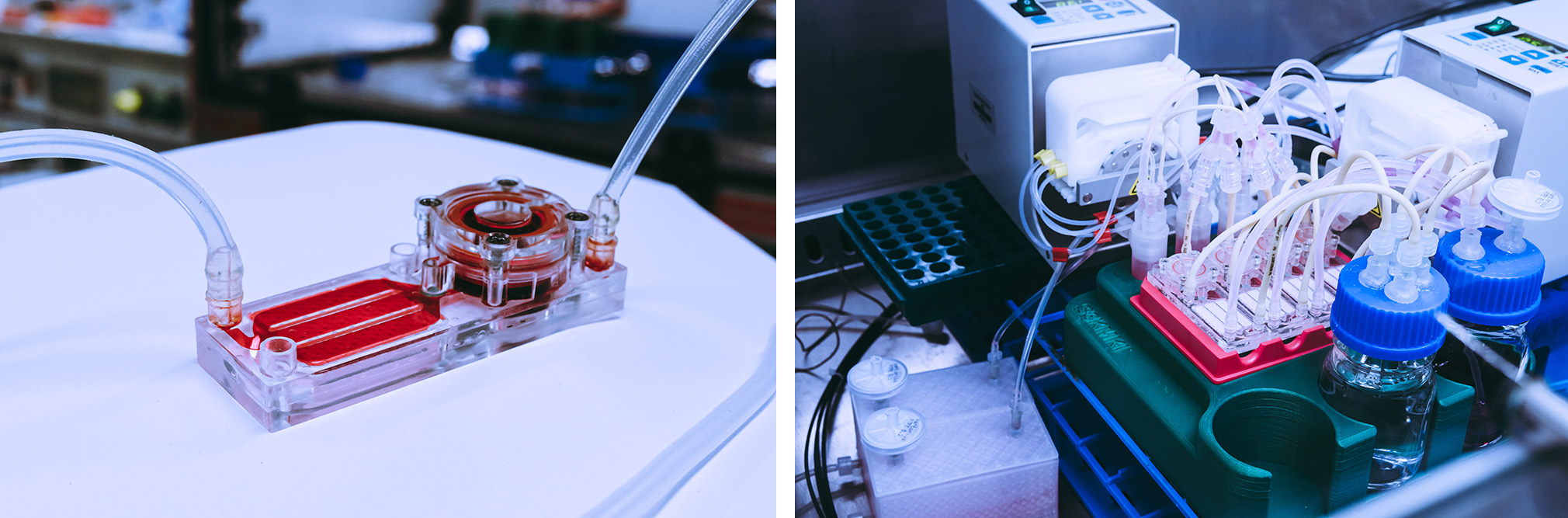 Organ-on-chip systems and the 3Rs – Science in School