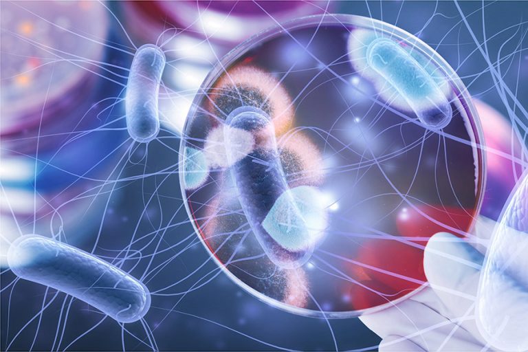 Microbiology: Discovering antibacterial agents – Science in School