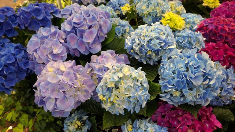 Colour in nature: true blue – scienceinschool.org