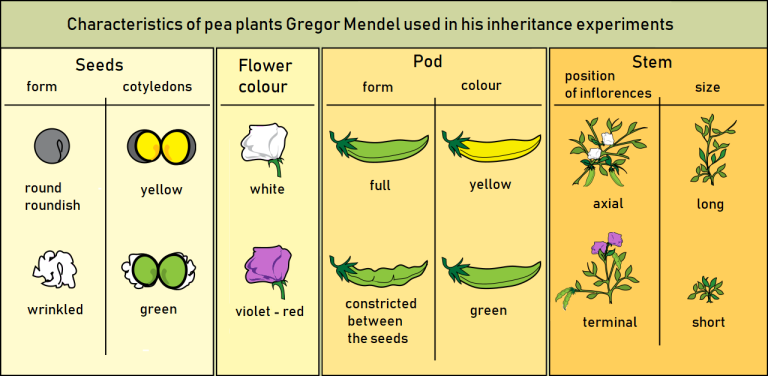 Celebrating Gregor Mendel in his 200th anniversary year - Science in School