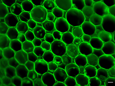 Colours in the dark: fluorescence microscopy for the classroom ...