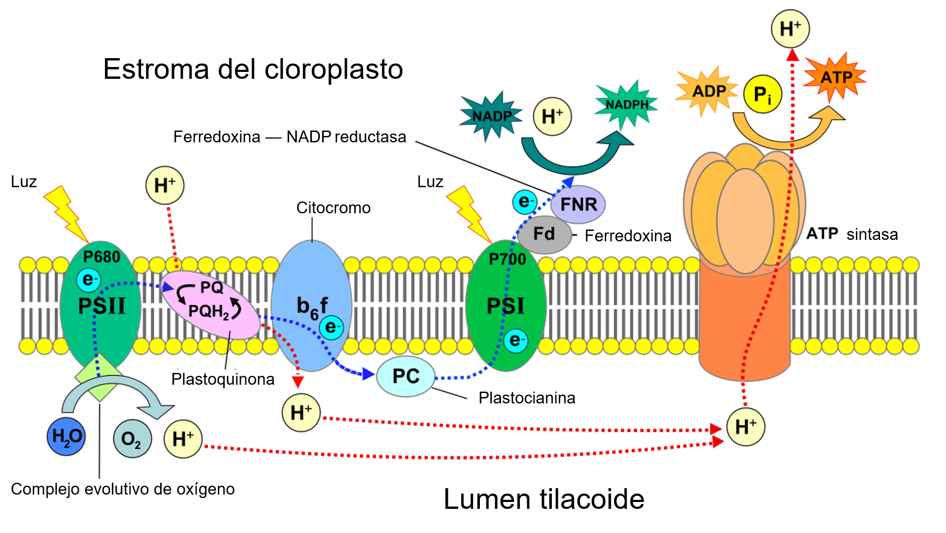 Diagrama Da Membrana Tilacoide