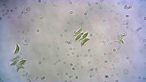 From drugs to climate change: hands-on experiments with Daphnia as a ...