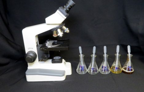 From drugs to climate change: hands-on experiments with Daphnia as a ...