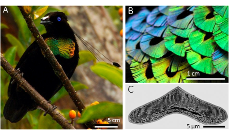 El color en la naturaleza: la rareza del azul – Science in School