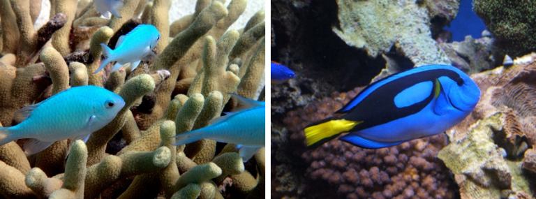 Colour in nature: true blue – scienceinschool.org