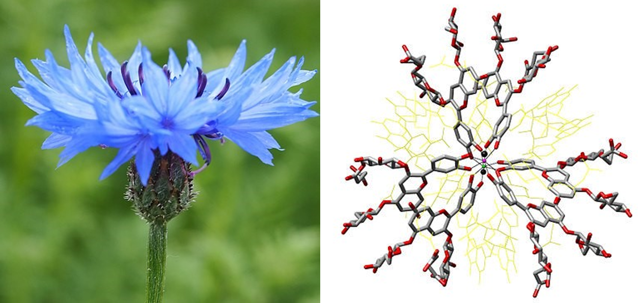 El color en la naturaleza: la rareza del azul – Science in School